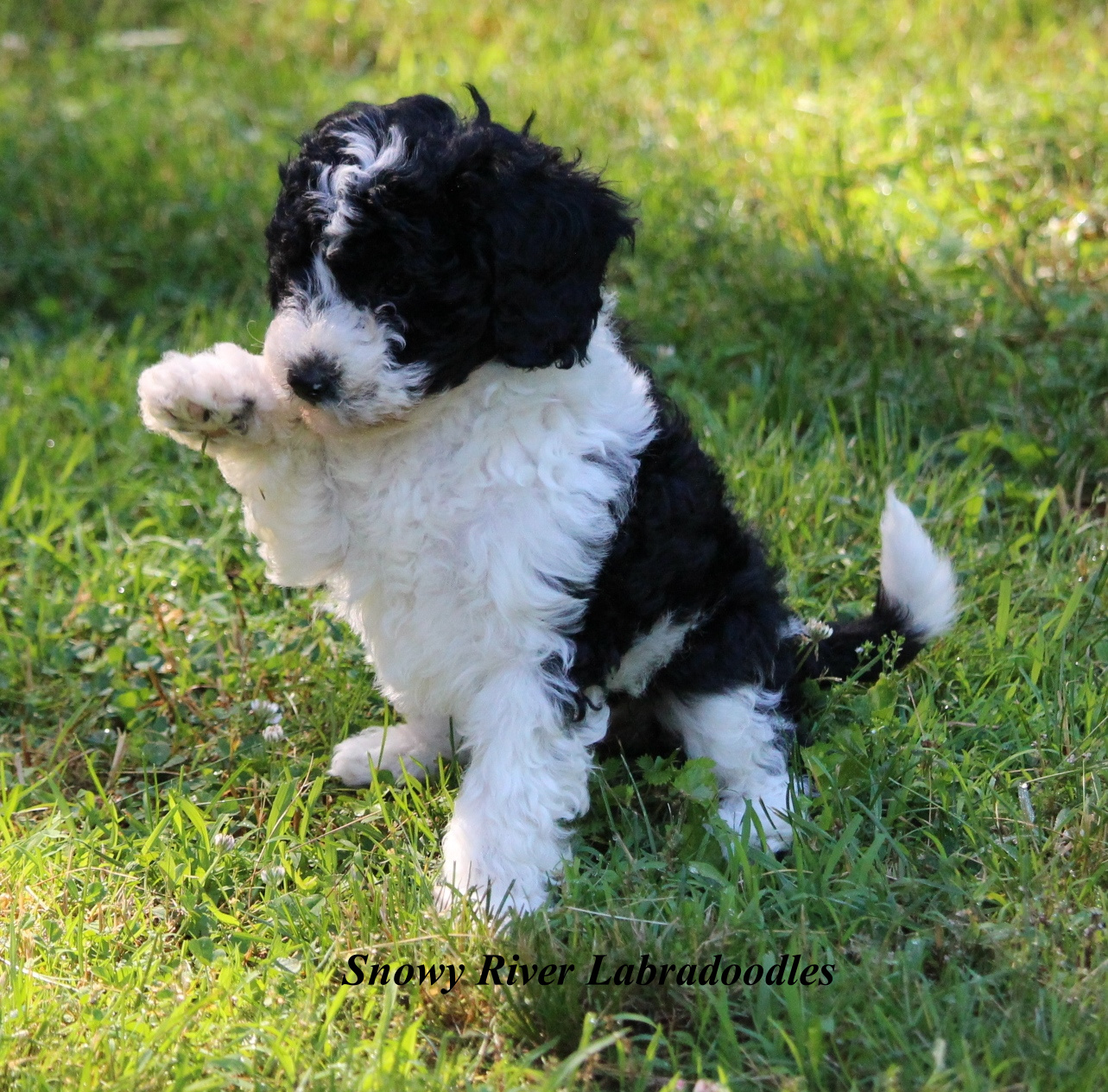 Labradoodle Socialization Tips: The Essential Guide for Puppy Owners