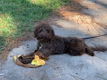 Understanding and Managing Labradoodle Allergies