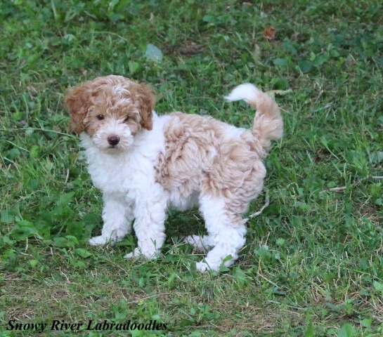 Purchase Labradoodles from Snowy River Labradoodles