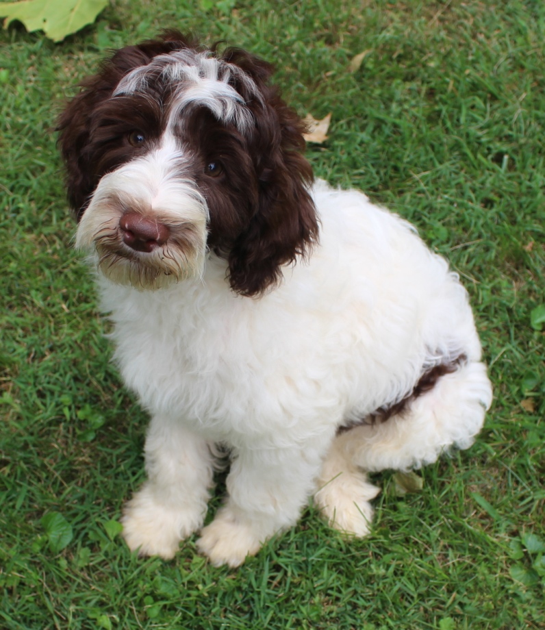 Meet Our Labradoodle Breeding Dogs at Snowy River